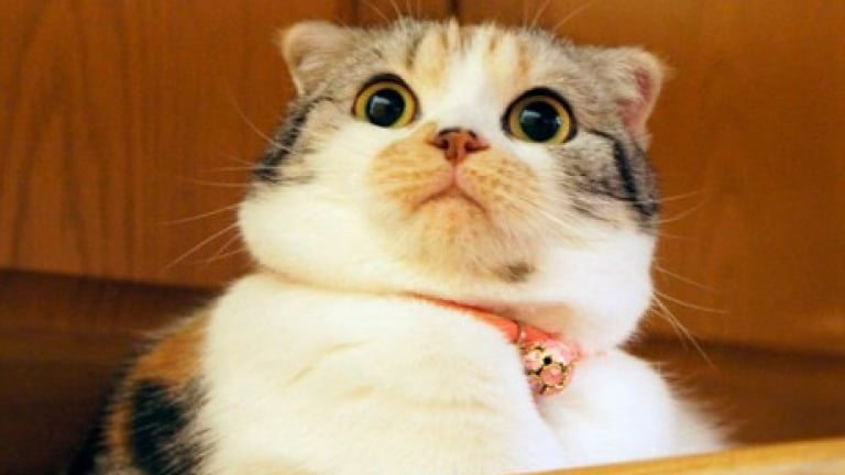 20 photos montrant que nos chats sont aussi drôles qu’attachants