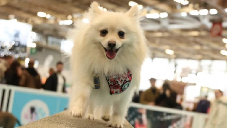 Paris Animal Show, un salon plus populaire que jamais avec 37 000 ...