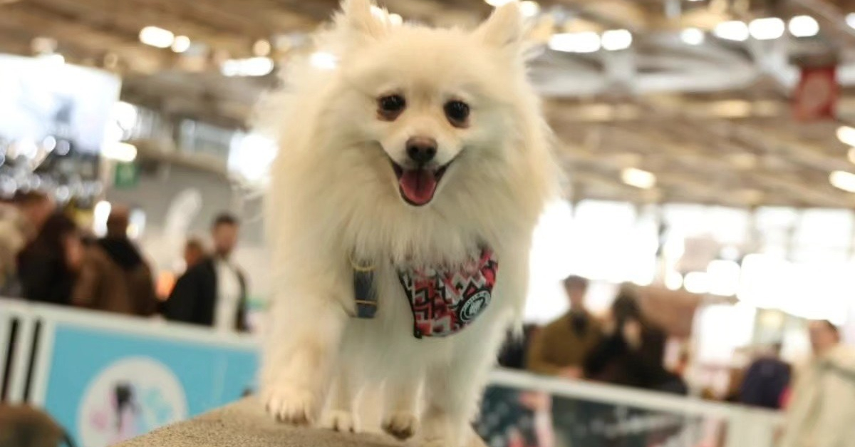 Paris Animal Show, un salon plus populaire que jamais avec 37 000 ...