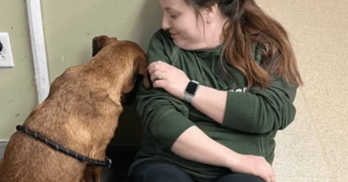 Ce chien, blessé par une flèche et une balle, se bat pour sa survie ...