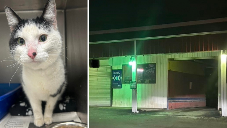 Des sauveteurs découvrent une chienne blessée au cou puis un chat ...
