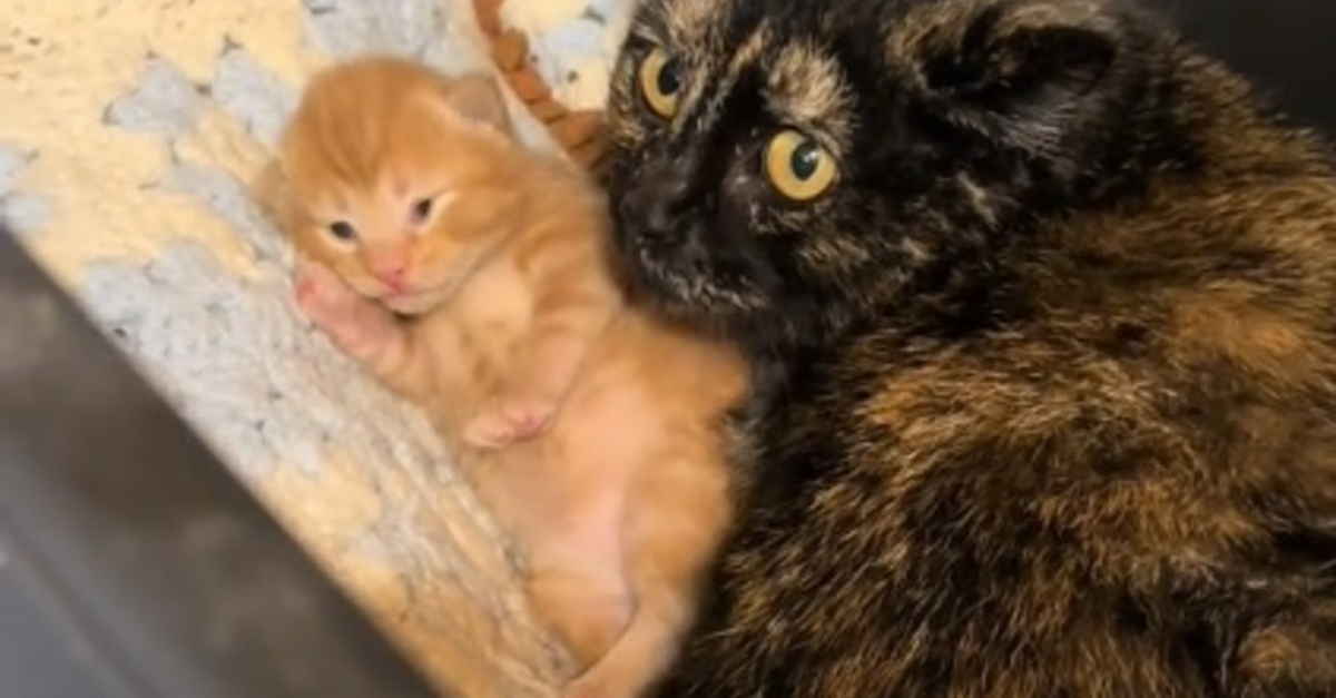 Découvrant dans son garage une maman chat terrifiée et ses 3 petits ...