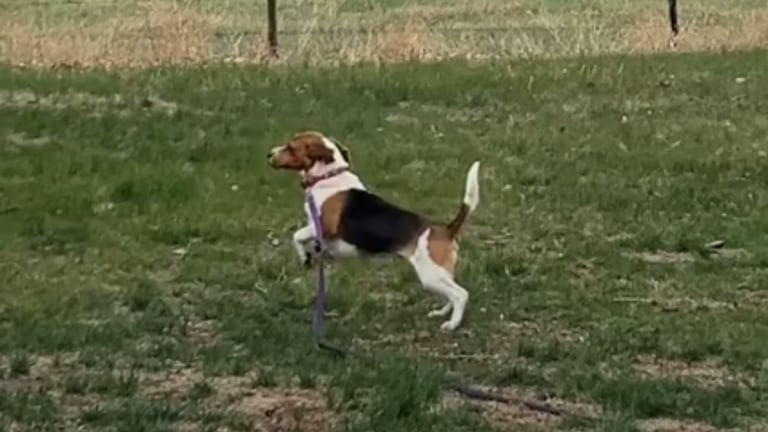 Pour la première fois de sa vie, cette Beagle blessée par balles et ...