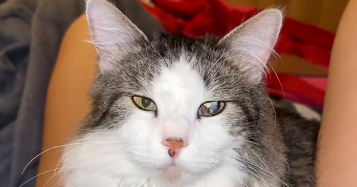 Longtemps délaissé parce qu’il était borgne et âgé, un chat câlin ...