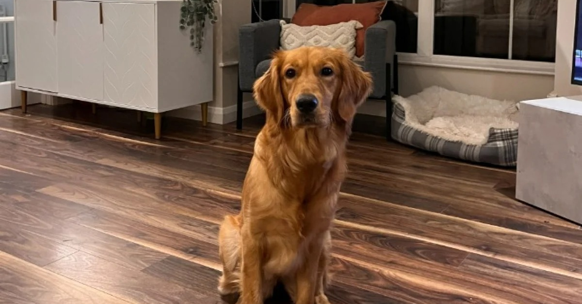 Bien Décidée à Garder Sa Maîtresse Auprès Delle Cette Jeune Chienne