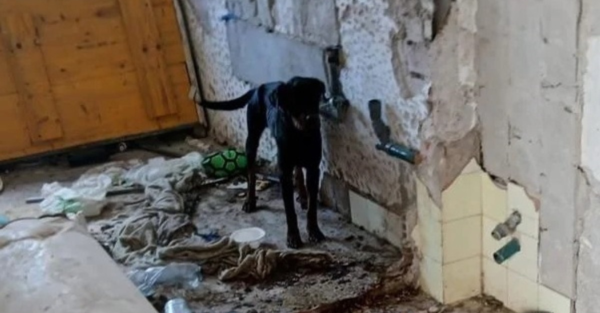 La découverte de 3 chiens dans une maison délabrée permet à l'un d'eux ...