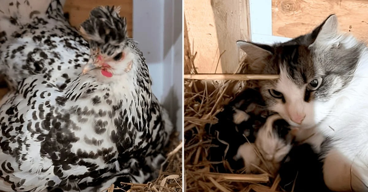 Une poule refuse que son humaine la touche et dévoile ainsi qu’elle ...
