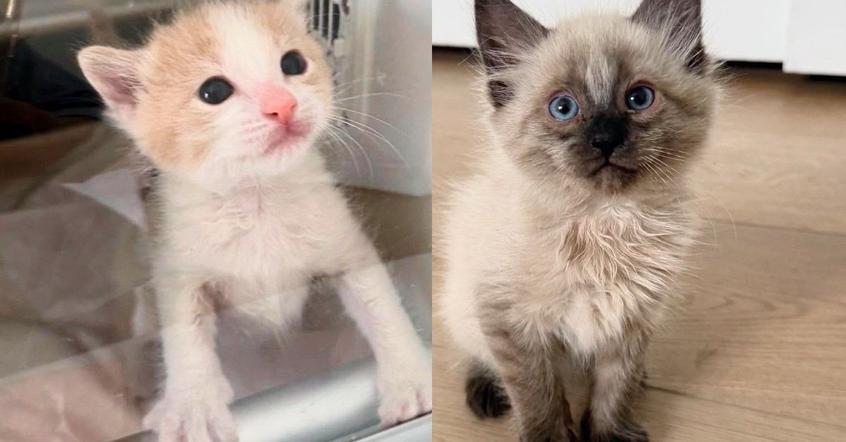 Un chaton abandonné par sa maman à la naissance trouve du réconfort ...