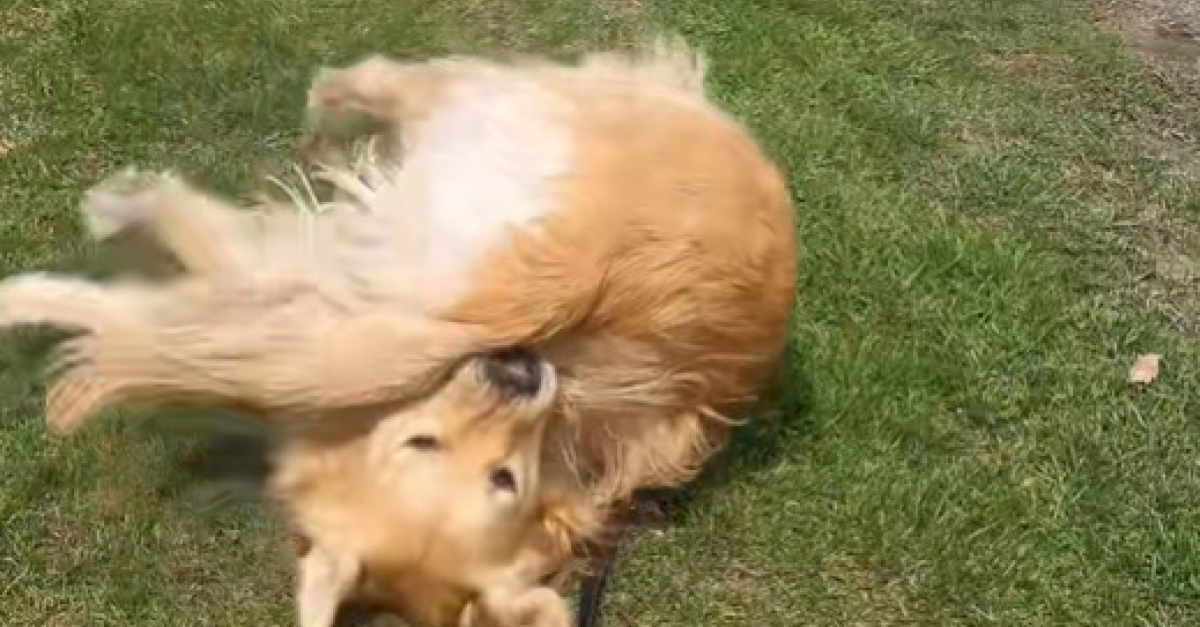 Ce Golden Retriever est connu à l’international pour ses roulades ...