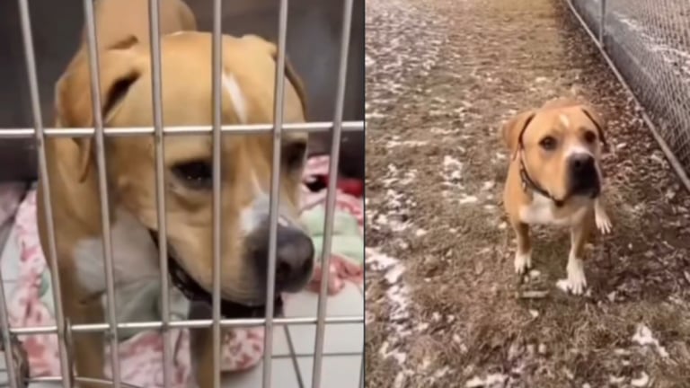 Alors qu’on lui avait promis de revenir, ce chien a attendu 372 jours ...