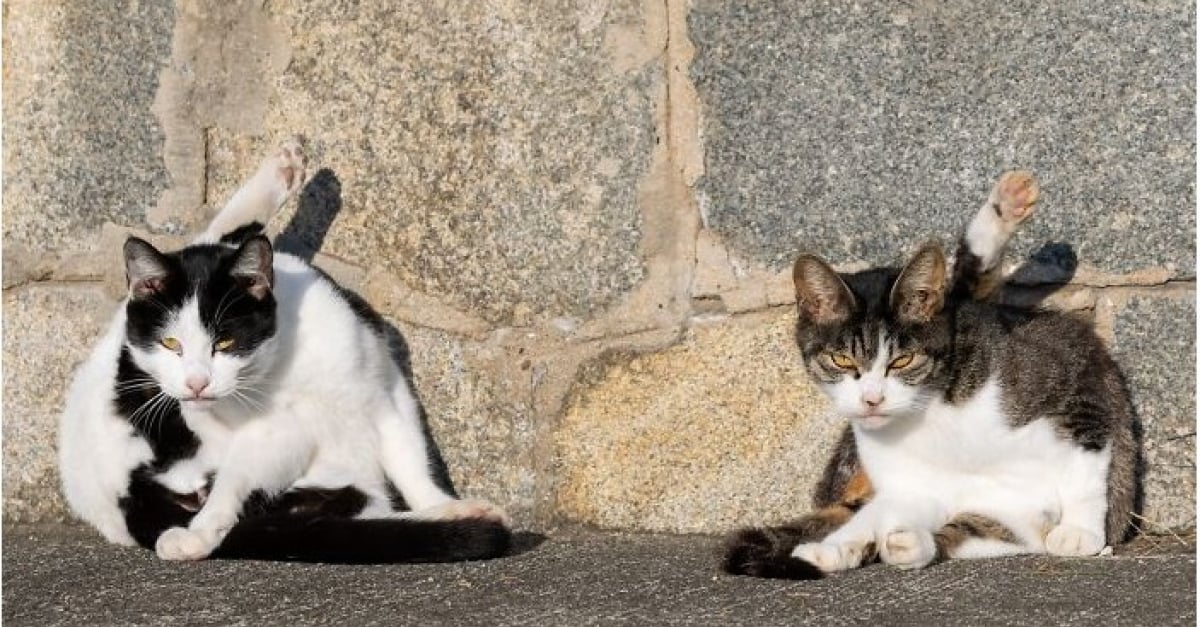 18 photos qui reflètent les moments marquants d'une journée-type d'un chat