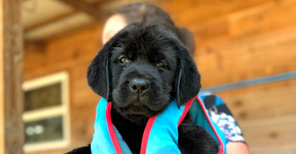 Cette petite femelle Labrador découvre l’eau pour la première fois et ...