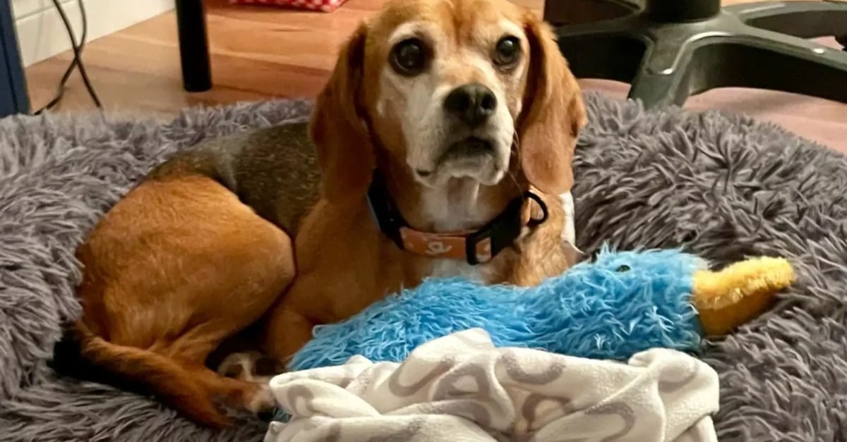 Après avoir servi de cobaye pendant 5 ans, cet adorable Beagle trouve ...
