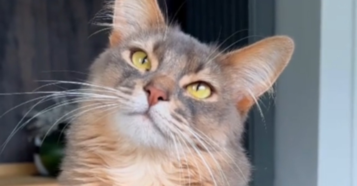 Son regard croisé, son pelage rare et sa personnalité de diva font de ...