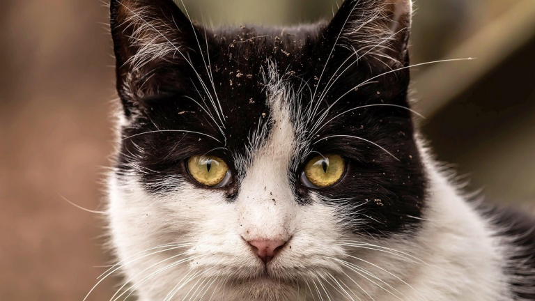 Une femme croyait ne plus jamais revoir son chat qui a pourtant refait ...