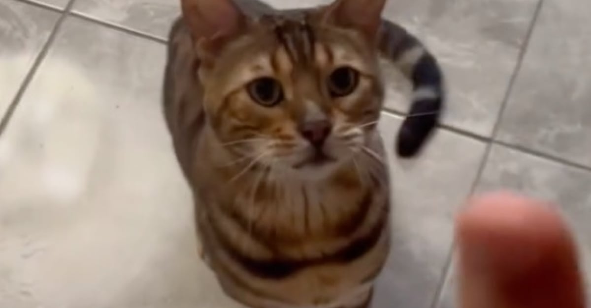 Ce chat Bengal à la voix de chanteur rock agit littéralement comme un ...