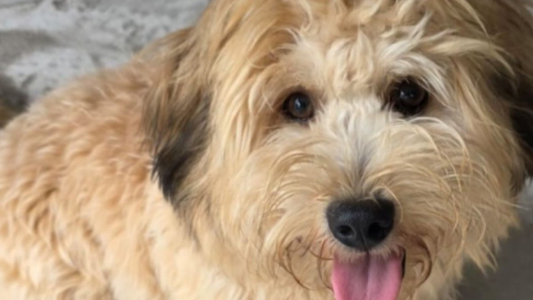 Le chien perdu de Brian Lara, une légende du cricket, est retrouvé sain ...