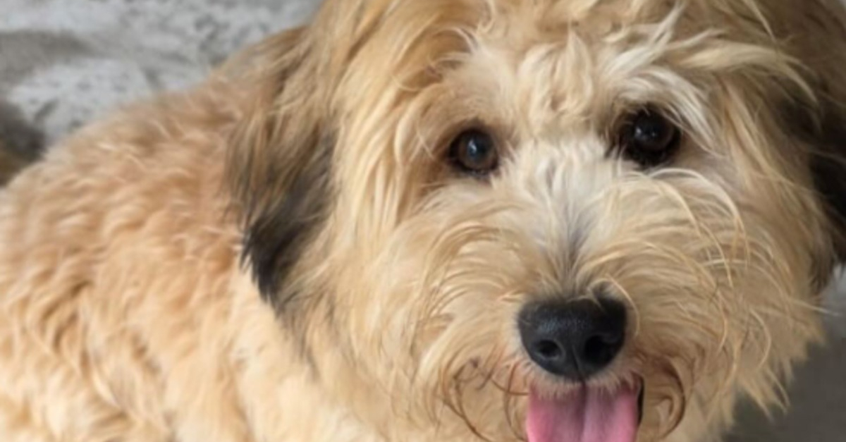 Le chien perdu de Brian Lara, une légende du cricket, est retrouvé sain ...