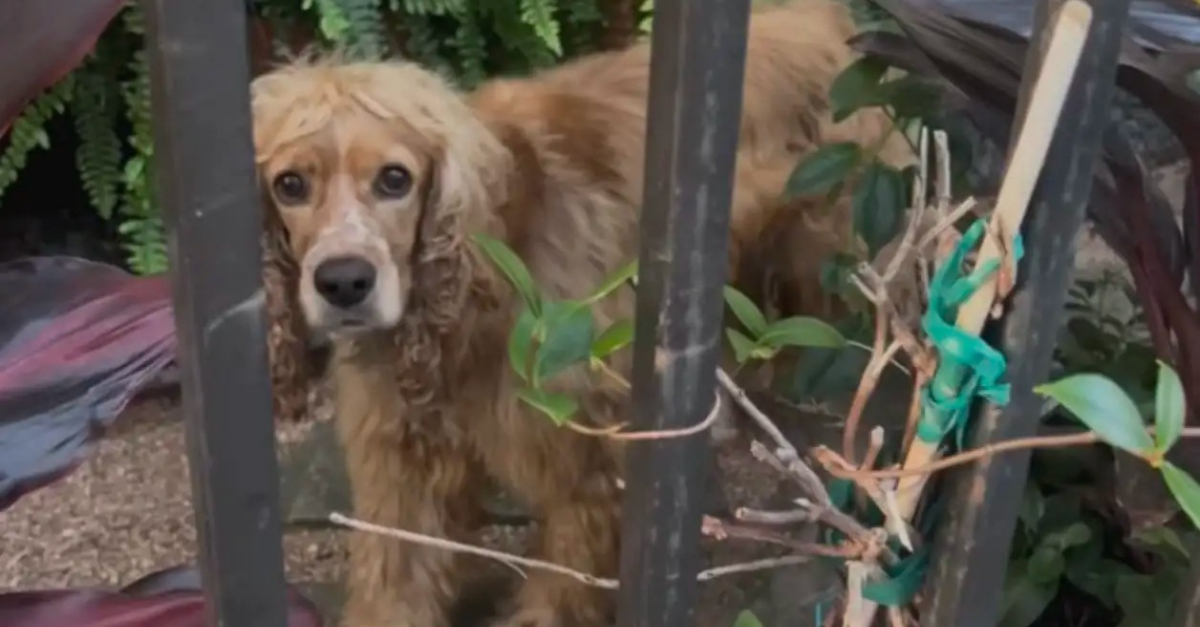 Elle se lie d'amitié avec un chien contraint de vivre dehors en ...