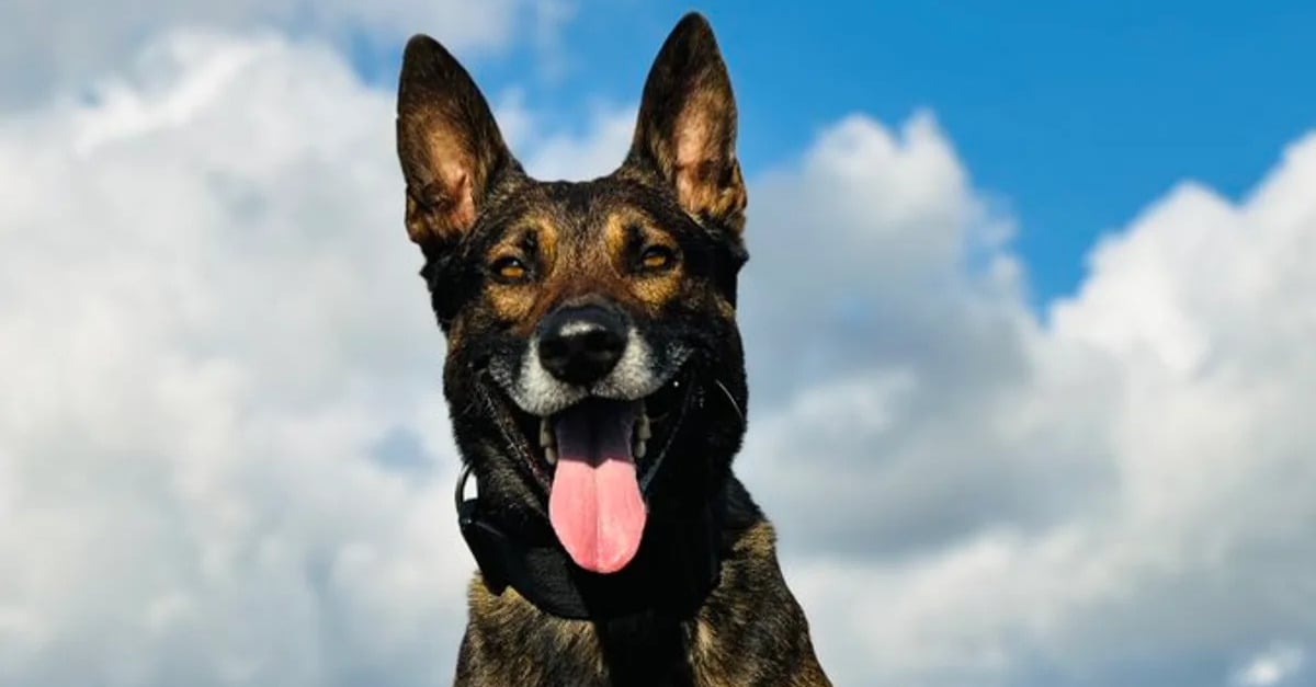 N'écoutant que son courage, un chien policier sauve des vies en ...