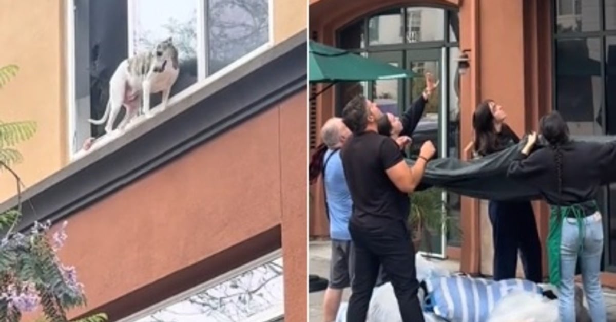 Un chien coincé sur le rebord d'une fenêtre est sauvé grâce à des ...