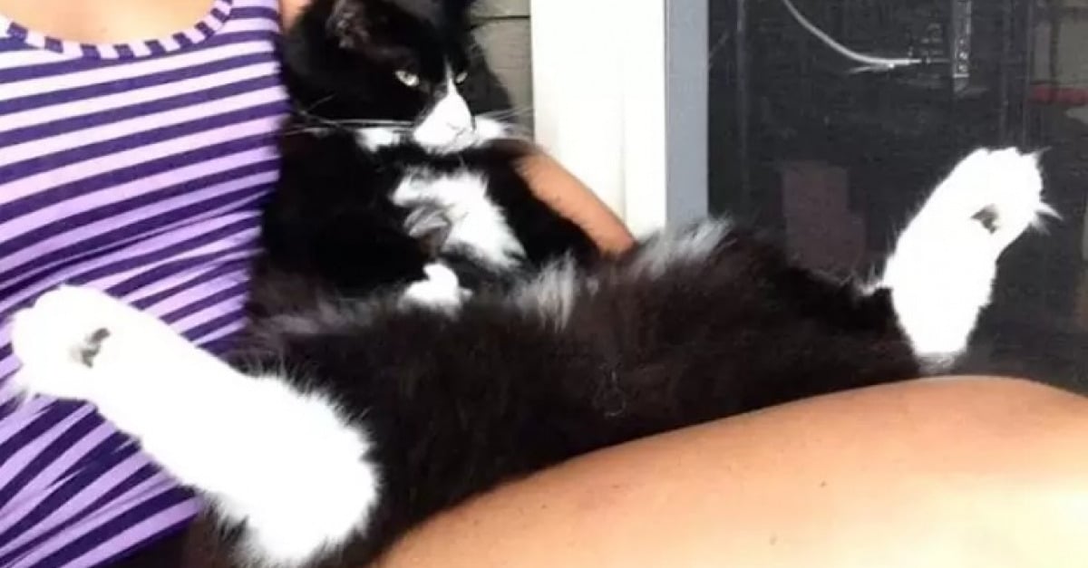 10 photos de chats qui sont vraiment très drôles sans même s’en rendre ...