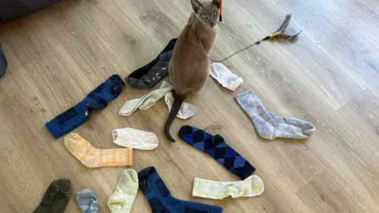 Un chat cambrioleur vole une centaine d’euros de vêtements à ses voisins