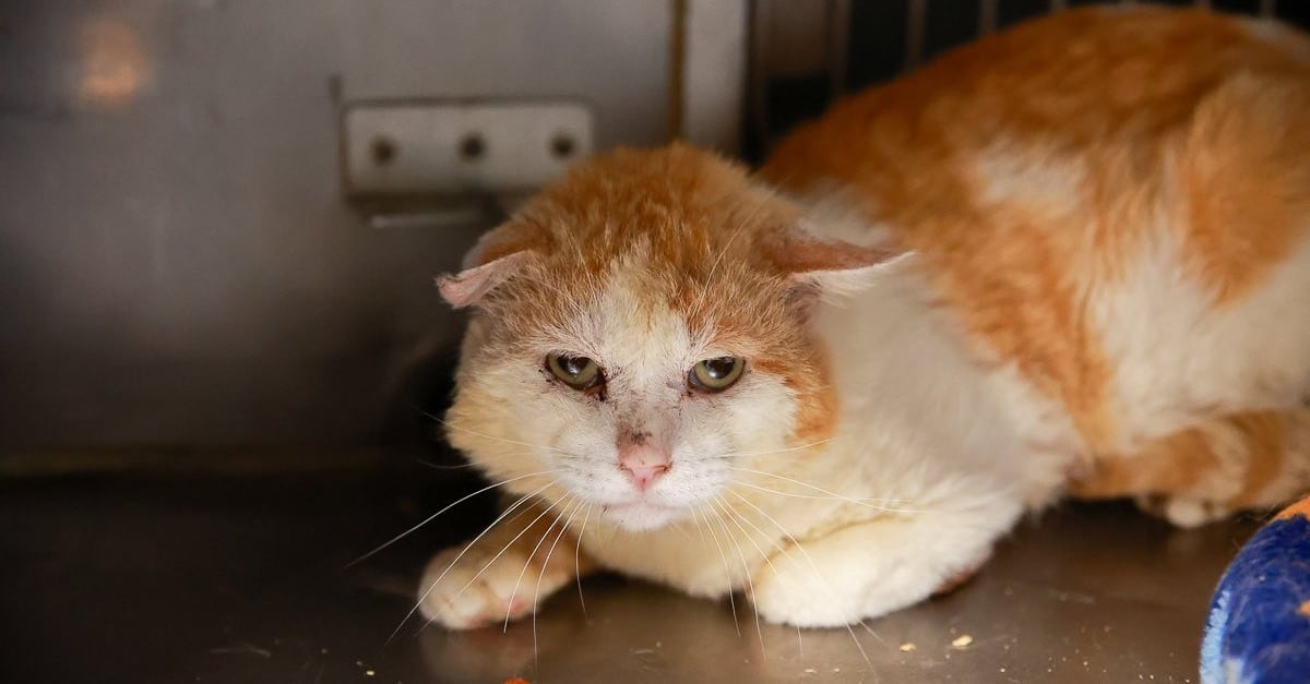 « Vraiment ? Tu veux m'aimer ? », un chat errant bagarreur est devenu ...