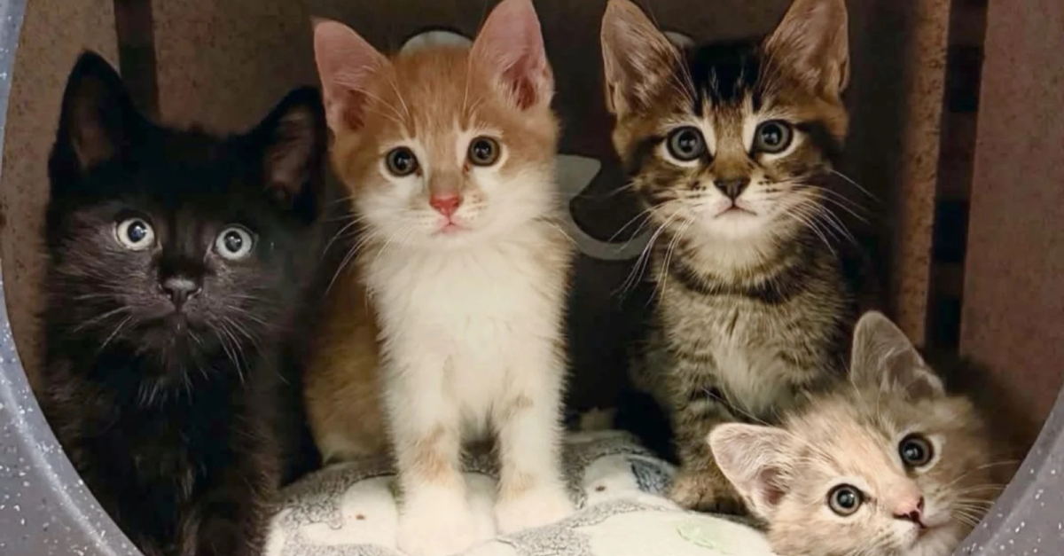 Ces 4 chatons sauvages n’avaient confiance en personne, jusqu’à ce que ...