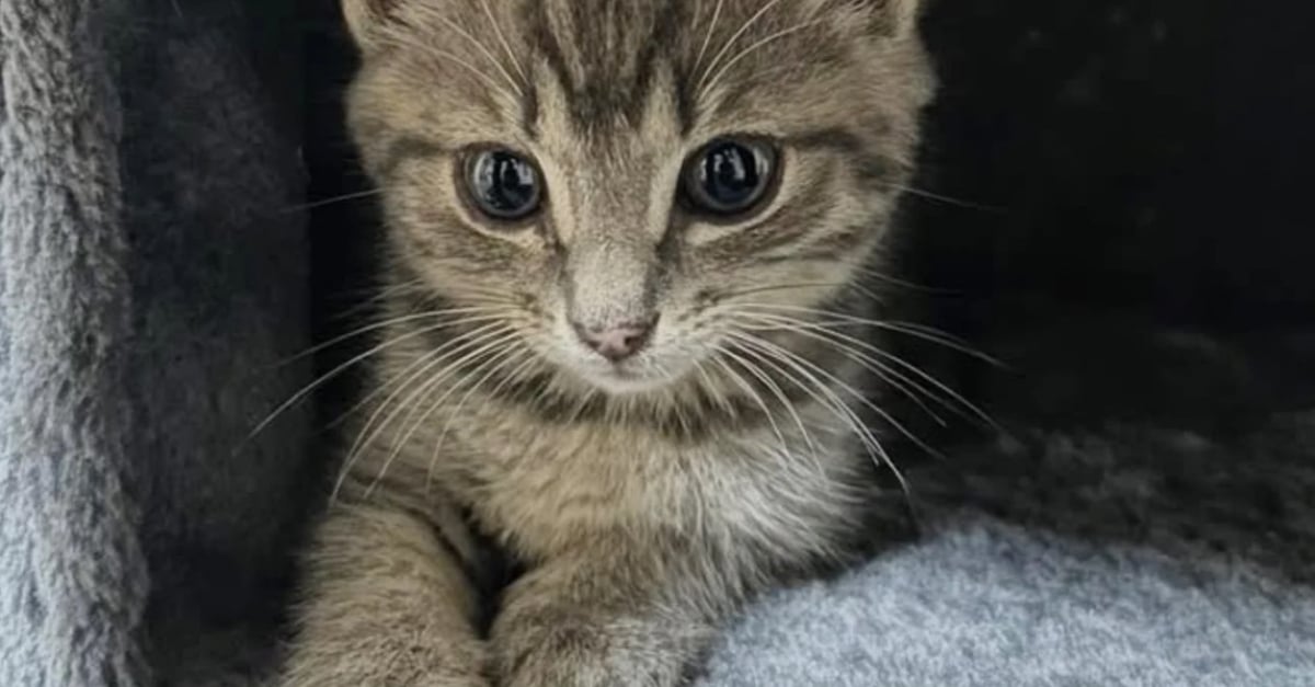 Une femme sauve un chaton perdu dans la circulation de l’autoroute et ...