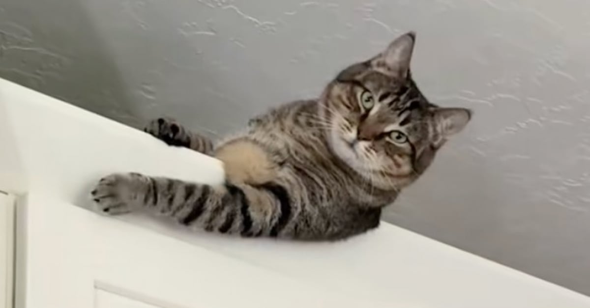 Ce chat tente par tous les moyens d’échapper à son rendez-vous chez le ...