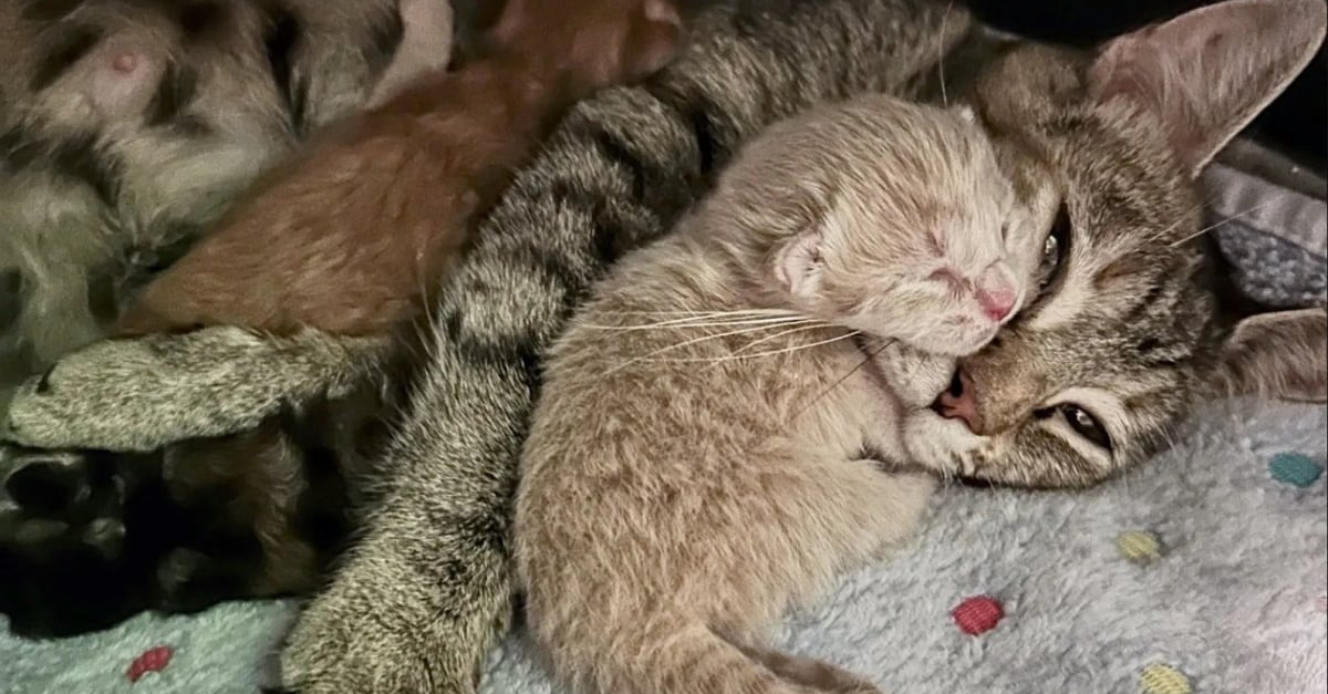 En se rendant au refuge pour accueillir des chatons, cette jeune femme ...