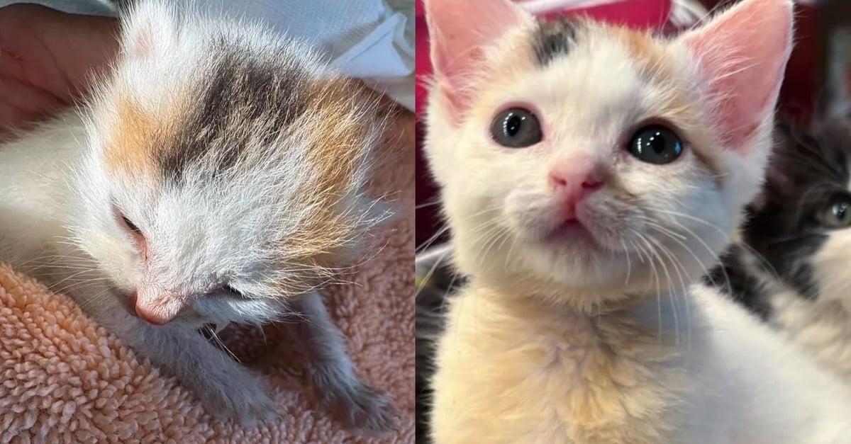 Trop maigre pour son âge et rejeté par sa mère, ce chaton déterminé à ...