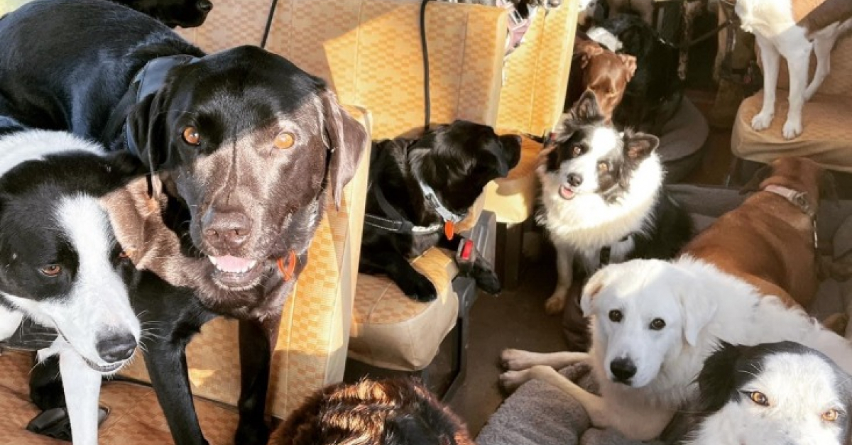 Chaque semaine, des dizaines de chiens montent à bord d’un bus unique ...