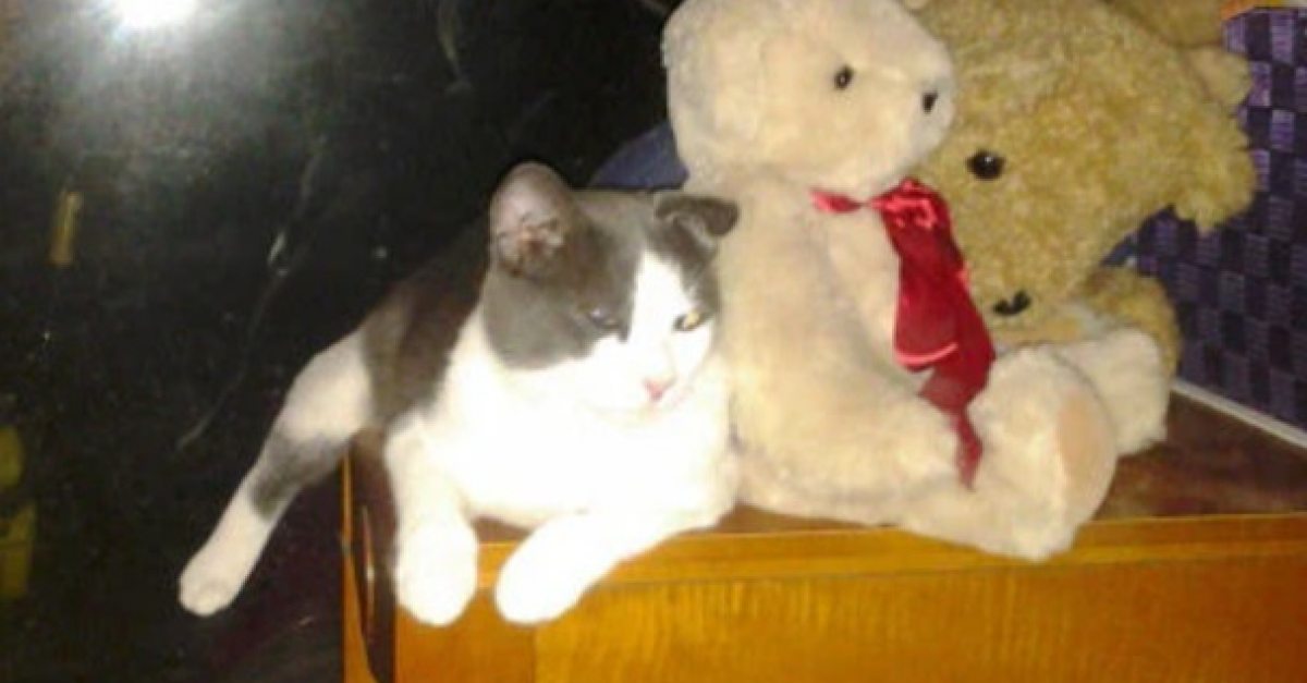 Un Patou fraîchement adopté attire chaque jour un chat craintif, jusqu ...