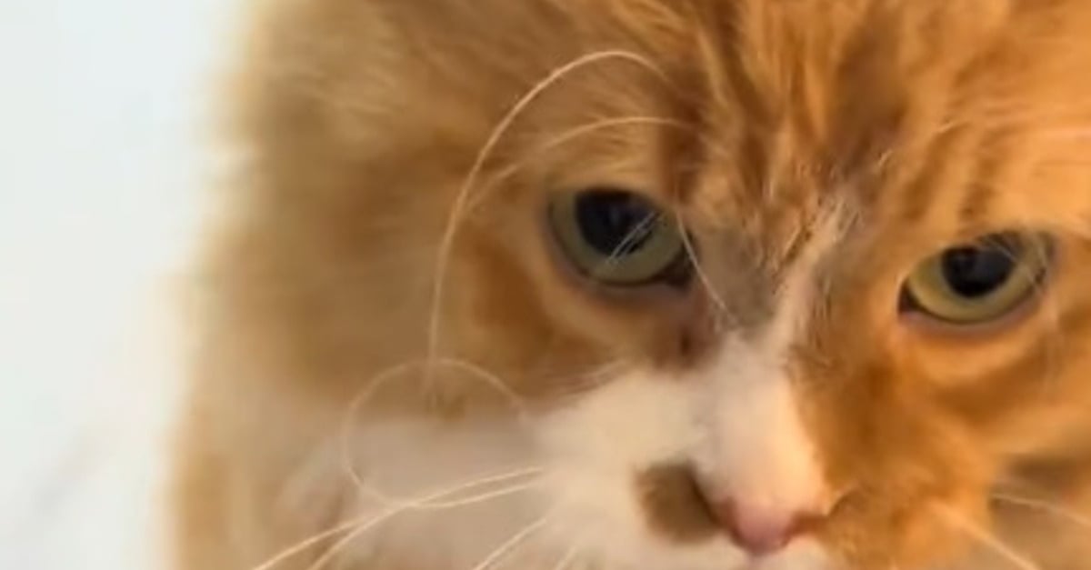 Privé des pattes avant mais heureux, ce chat roux a trouvé une façon ...