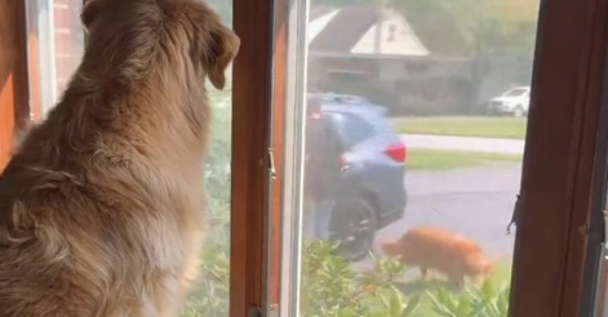 Un Golden Retriever court vers la fenêtre en comprenant que son ...