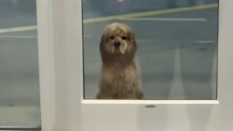 Ce chien qui attendait désespérément devant une salle de sport a changé ...