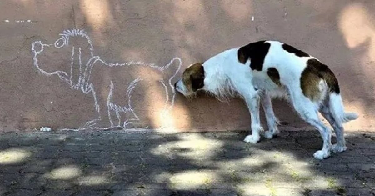 18 photos qui prouvent que les chiens ont un grand sens de l’humour