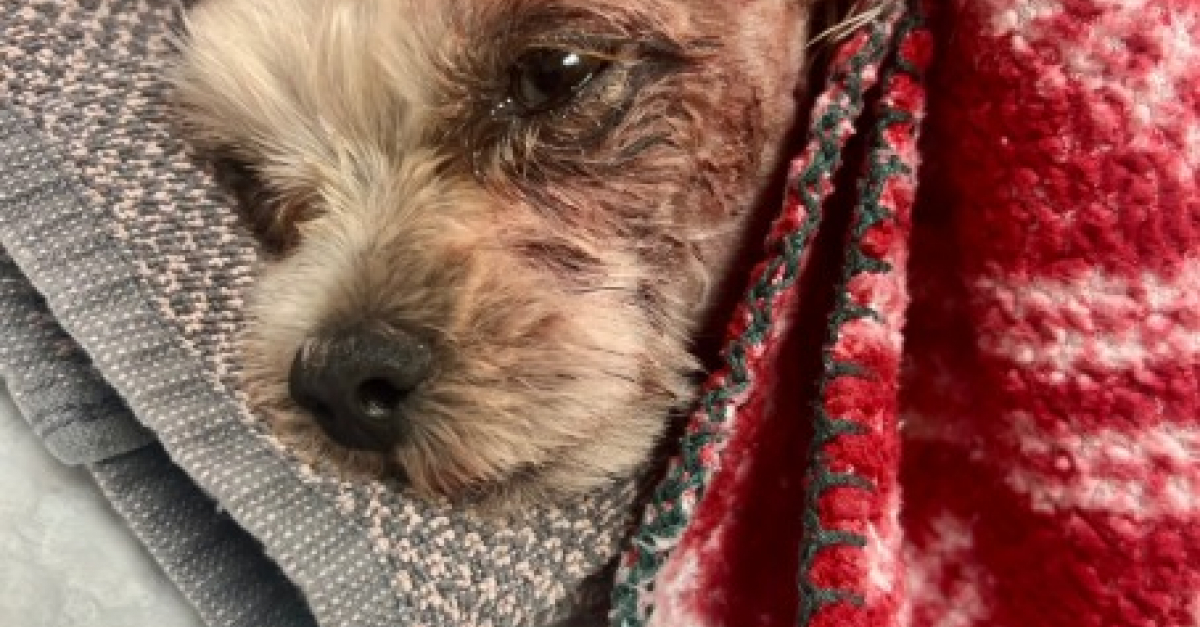 Ils constatent avec effroi que leur chien se trouve dans la gueule d’un ...