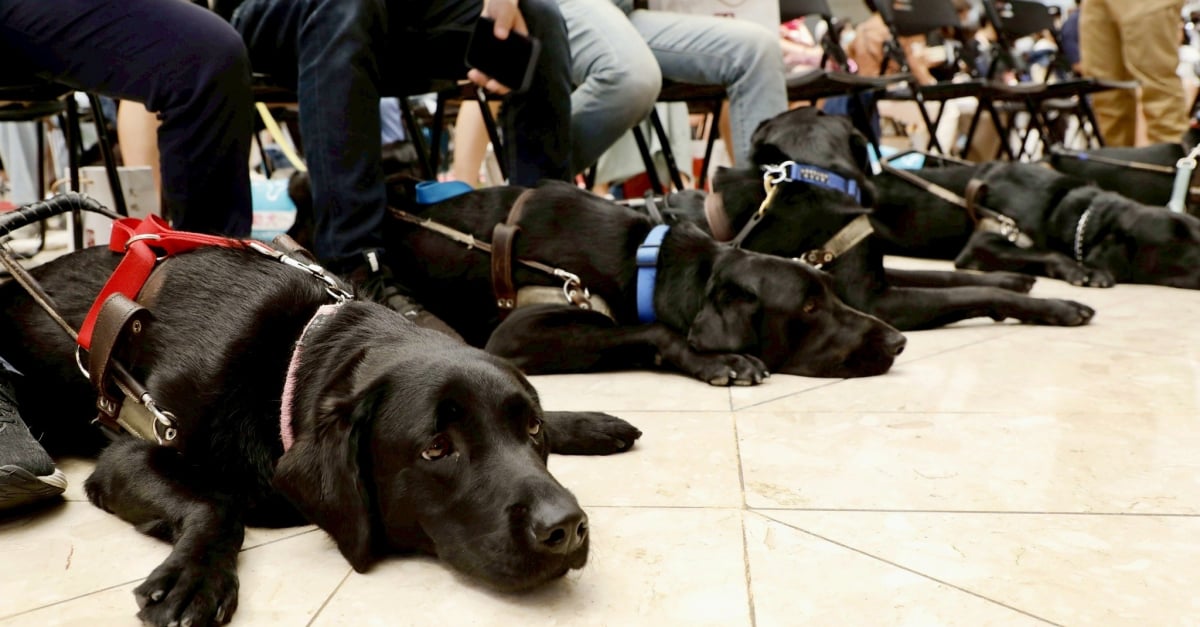 Premier chien de thérapie en milieu hospitalier dans son pays, ce ...