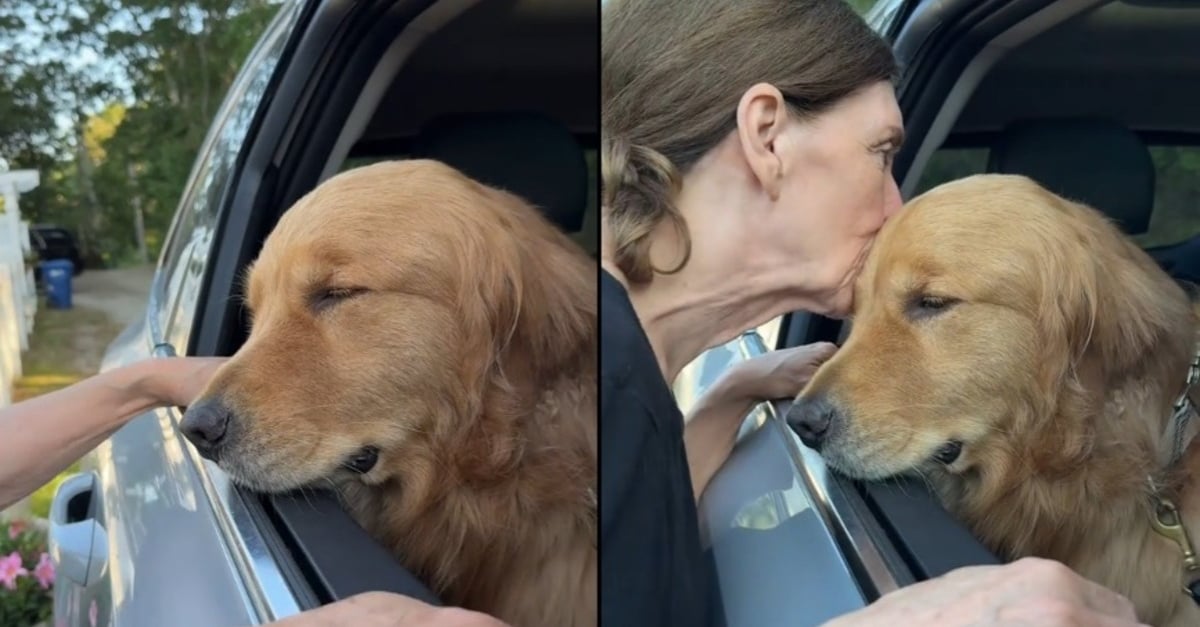 Ce chien qui adore sa "mamie" vit un véritable déchirement chaque fois ...