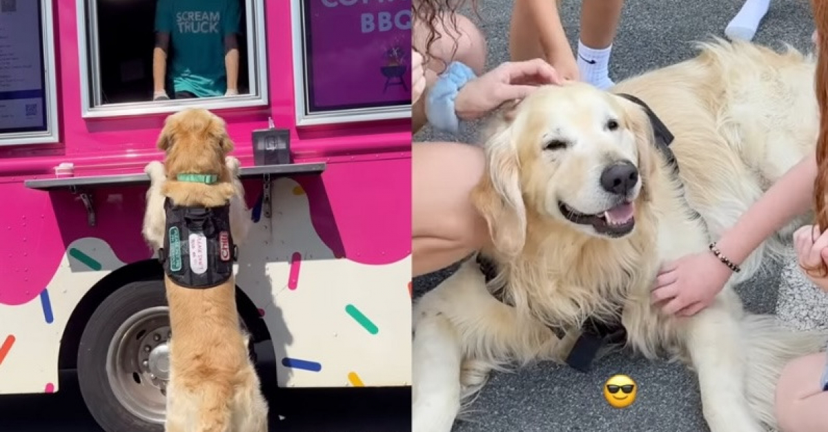Tel un habitué, ce Golden Retriever n’hésite pas à couper la file d ...