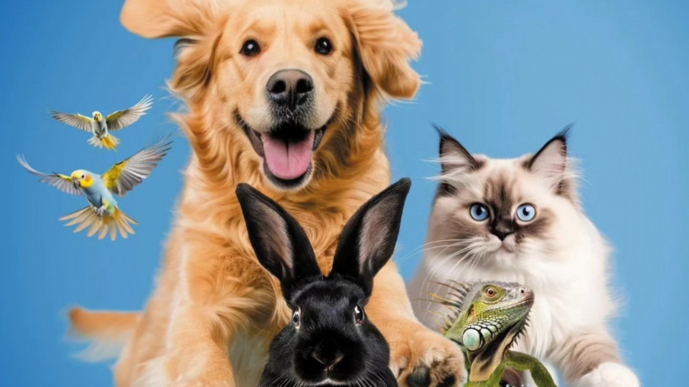 L’Animal Expo – Animalis Show fait son grand retour les 4 et 5 octobre ...