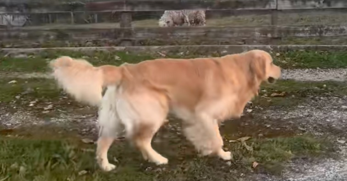 Censé être un excellent gardien de moutons, ce Golden Retriever ...