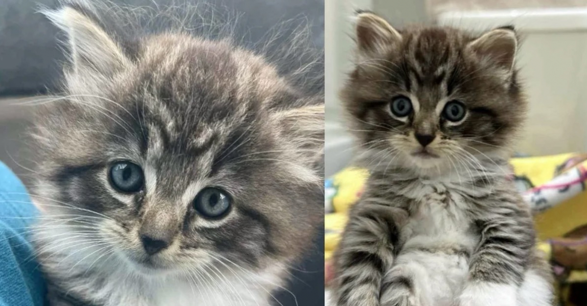Pendant sa pause déjeuner, un homme trouve un chaton sur le parking d ...