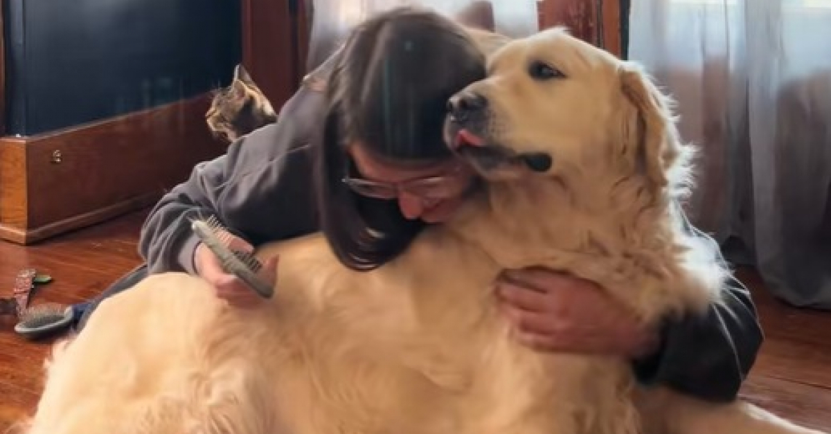 Ce Golden Retriever âgé et adopté récemment utilise différents moyens ...