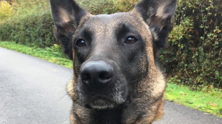 Cette chienne policière « exceptionnelle », remporte un prix pour sa ...