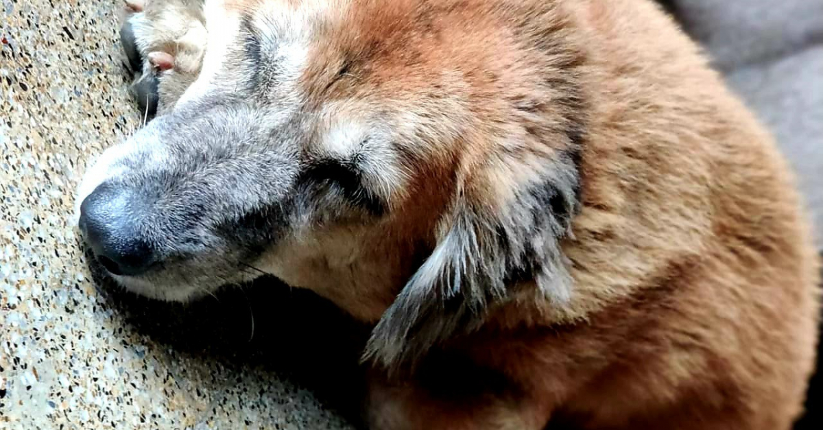 À la recherche d’un chien disparu, des habitants se rendent compte qu ...