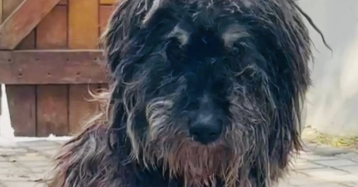 Un homme découvre la micropuce d’un vieux chien sauvé et comprend ...